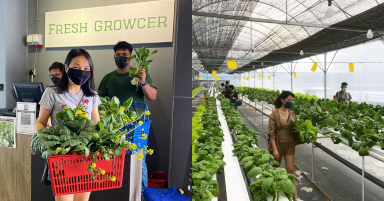 Fresh Growcer 1 Utama - Pesticide Free Handpicked Vegetables